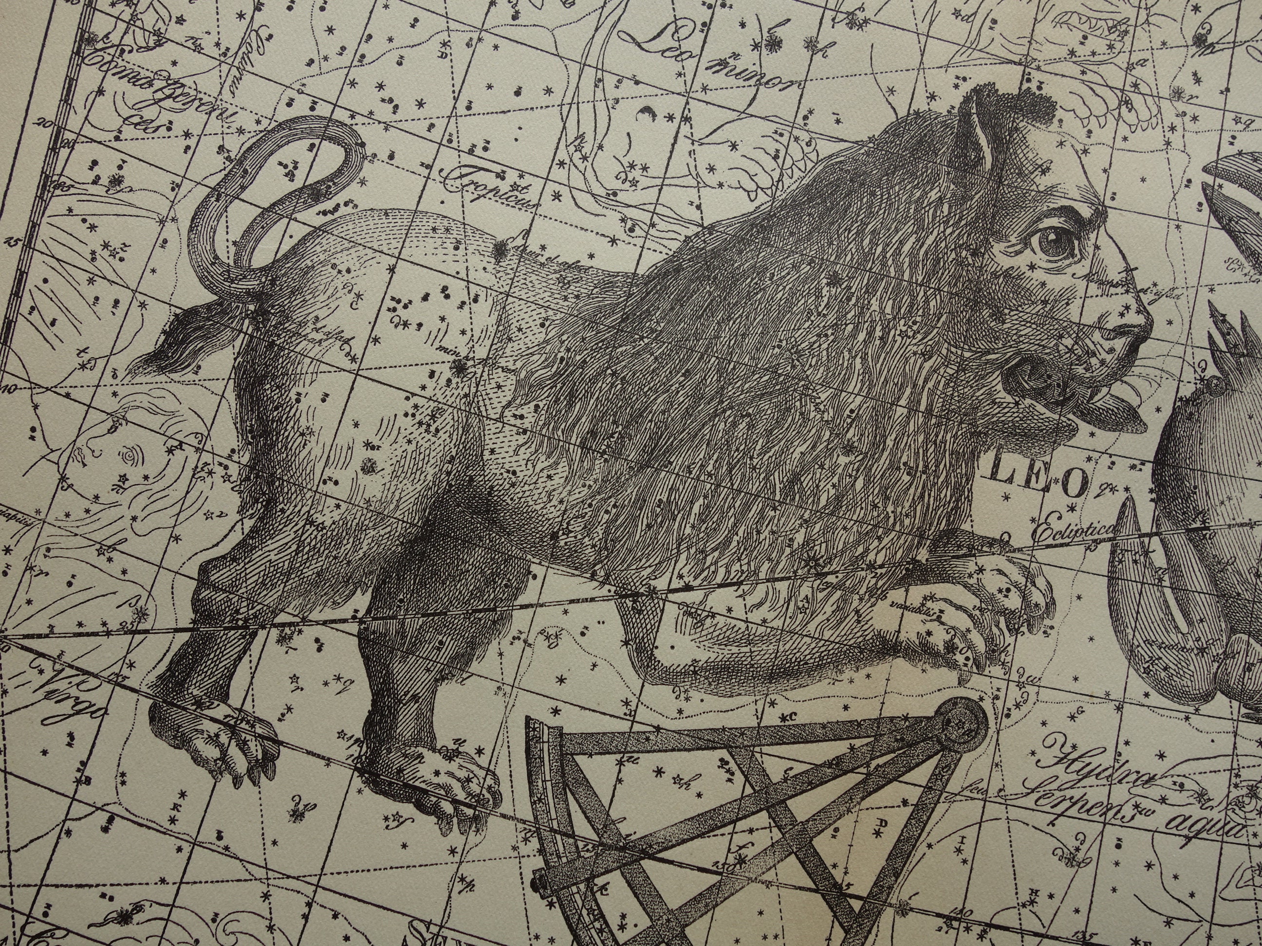 ASTROLOGY Antique Print Old Star Chart Vintage Astronomy Poster of Leo ...