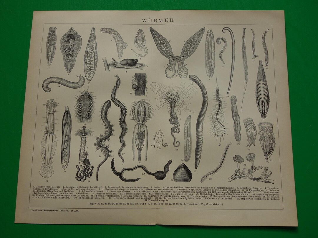 Old Fauna Print About Worms With Antique Pictures of Worm Earthworm ...