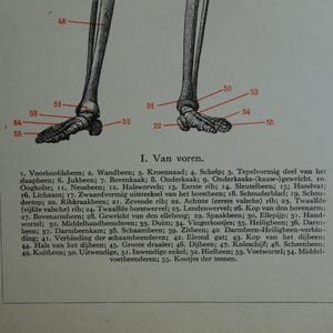 1938 SKELETON Anatomy Print - Original Vintage Dutch Anatomical ...