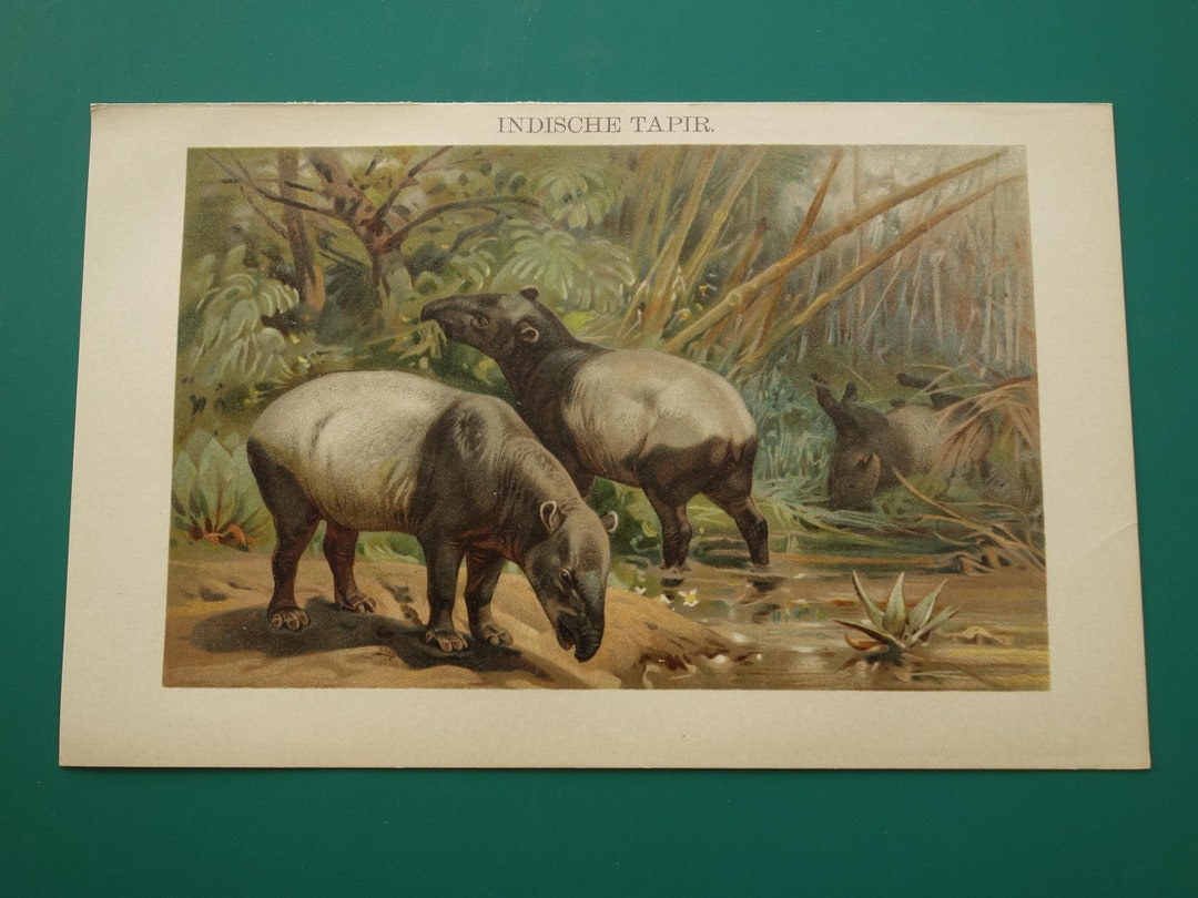 Malayan Tapir Old Print Original Antique Illustration Tapirs Vintage ...