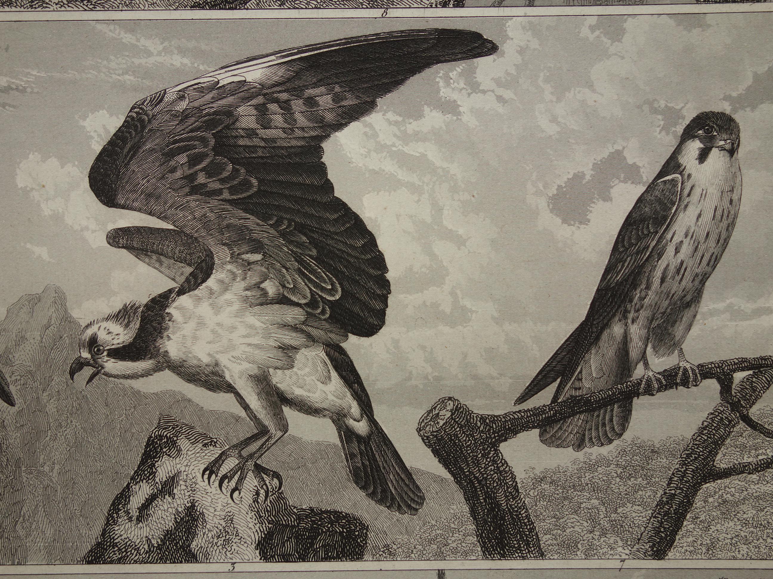 175+ Years Old Bird Print Original Antique Poster Vintage Pictures of ...