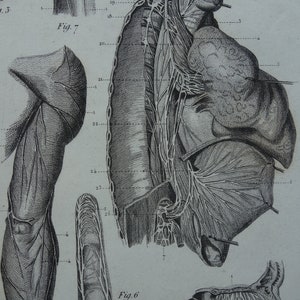 NERVOUS SYSTEM Antique Anatomy Print 1849 Original Old Anatomical ...