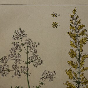 1879 Old Botanical Print LARGE Antique Floral Illustration of Wild ...