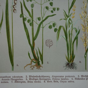 GRASSES Old Botanical Print About Grass Original 1911 Antique Botany ...