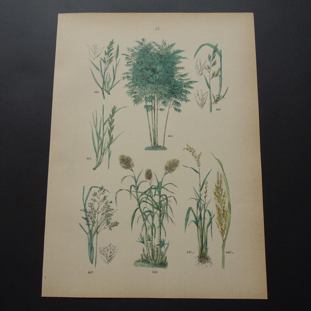 GRASSES Old Botanical Print of Grass Species 1884 Original Antique ...