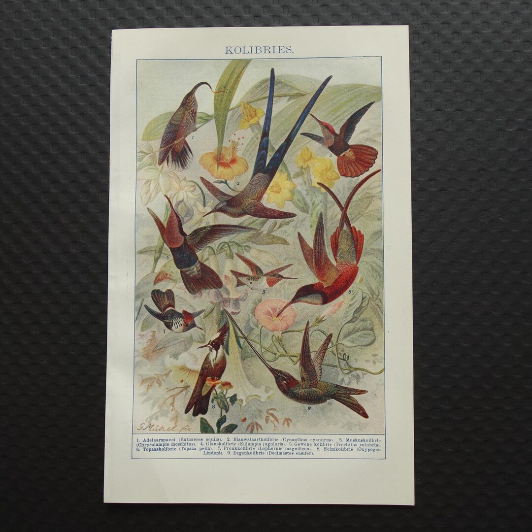 Old Hummingbirds Pictures 1918 Antique Print About Birds Hummingbird ...