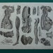 NERVOUS SYSTEM Antique Anatomy Print 1849 Original Old Anatomical ...