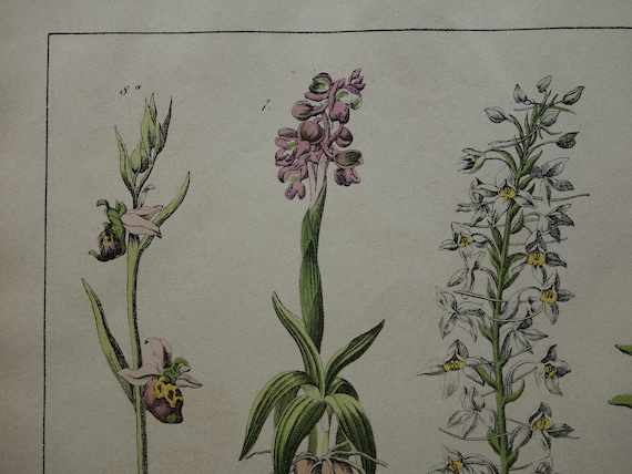 Art & Collectibles Prints Lithographs Botanical wall decor Botanical ...