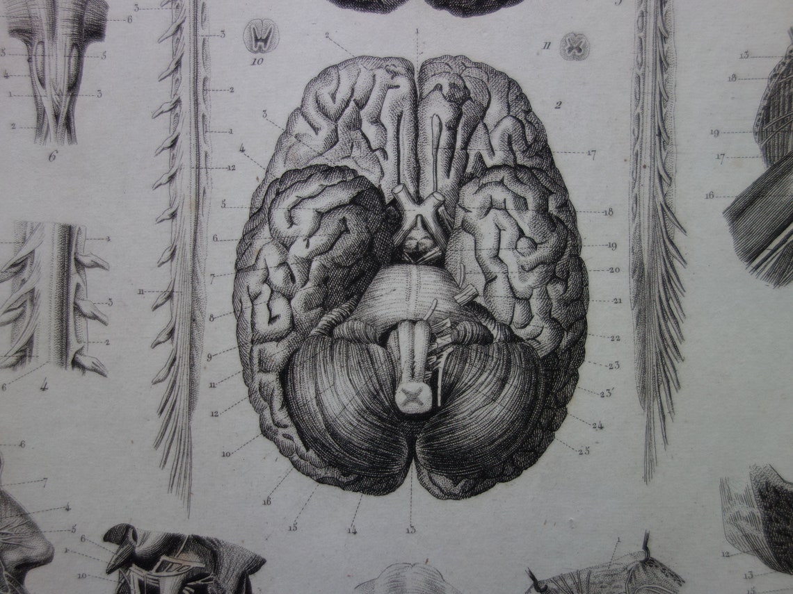BRAIN old print 1849 antique anatomy poster vintage pictures | Etsy
