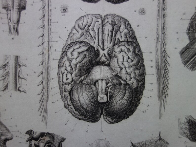 BRAIN old print 1849 antique anatomy poster vintage pictures | Etsy