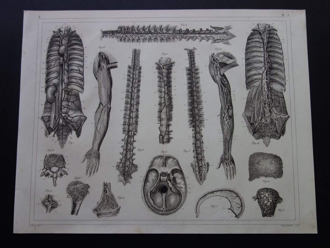 SPINE Antique Anatomy Print - 1849 Original Old Anatomical Poster With ...