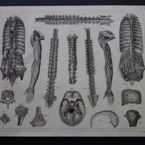 SPINE Antique Anatomy Print - 1849 Original Old Anatomical Poster With ...