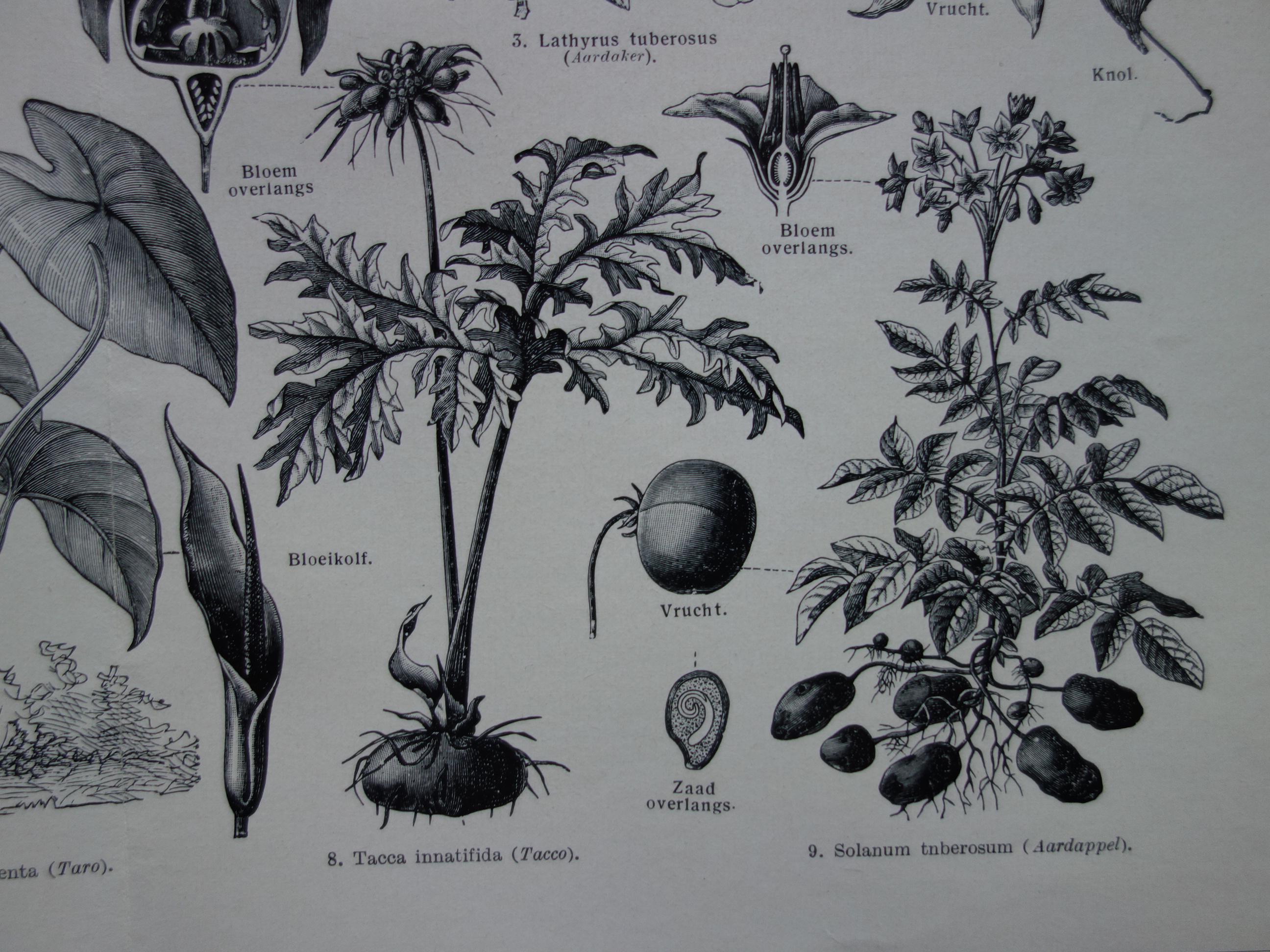 STARCH Old Botanical Print of Plants With Farina 1939 Original Vintage ...