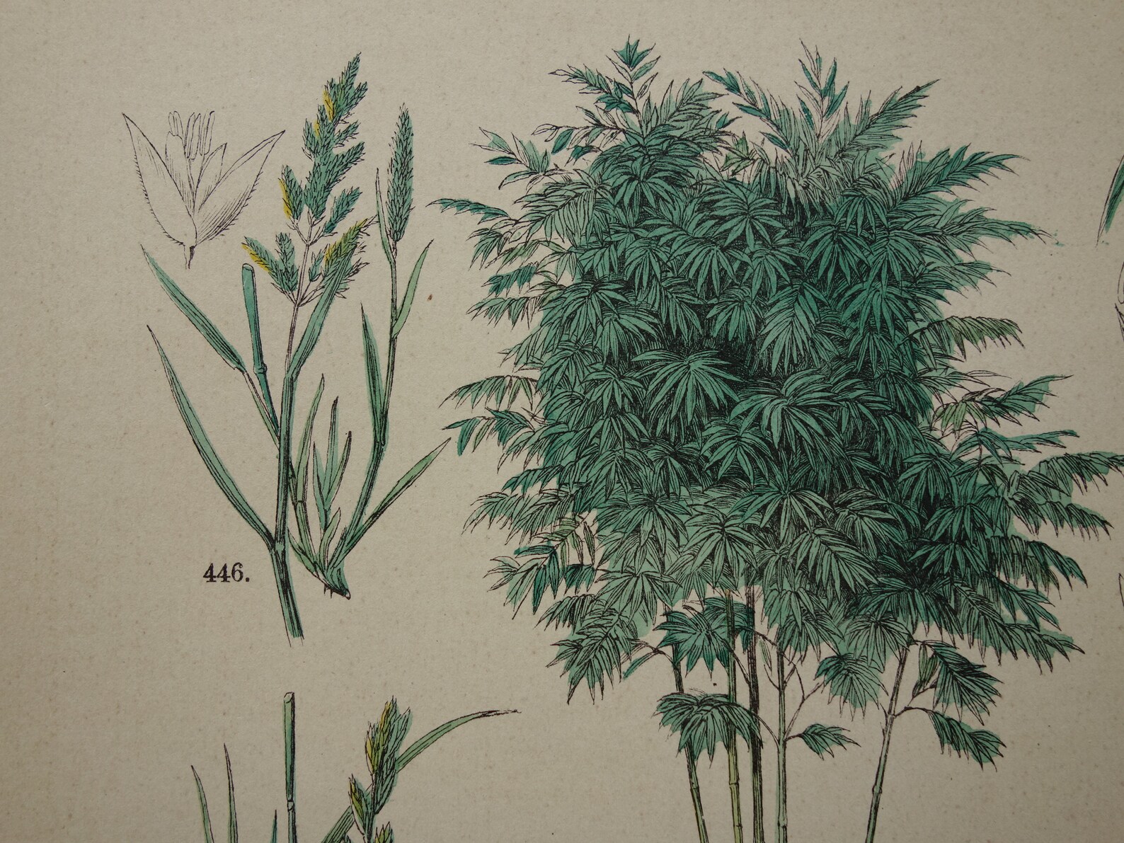 GRASSES Old Botanical Print of Grass Species 1884 Original Antique ...