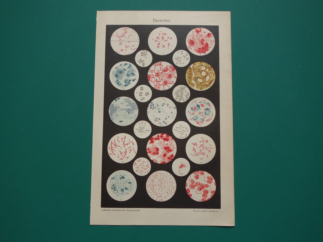 Old Pictures of Bacteria Virus Bacils 1925 Small Antique Dutch Print ...
