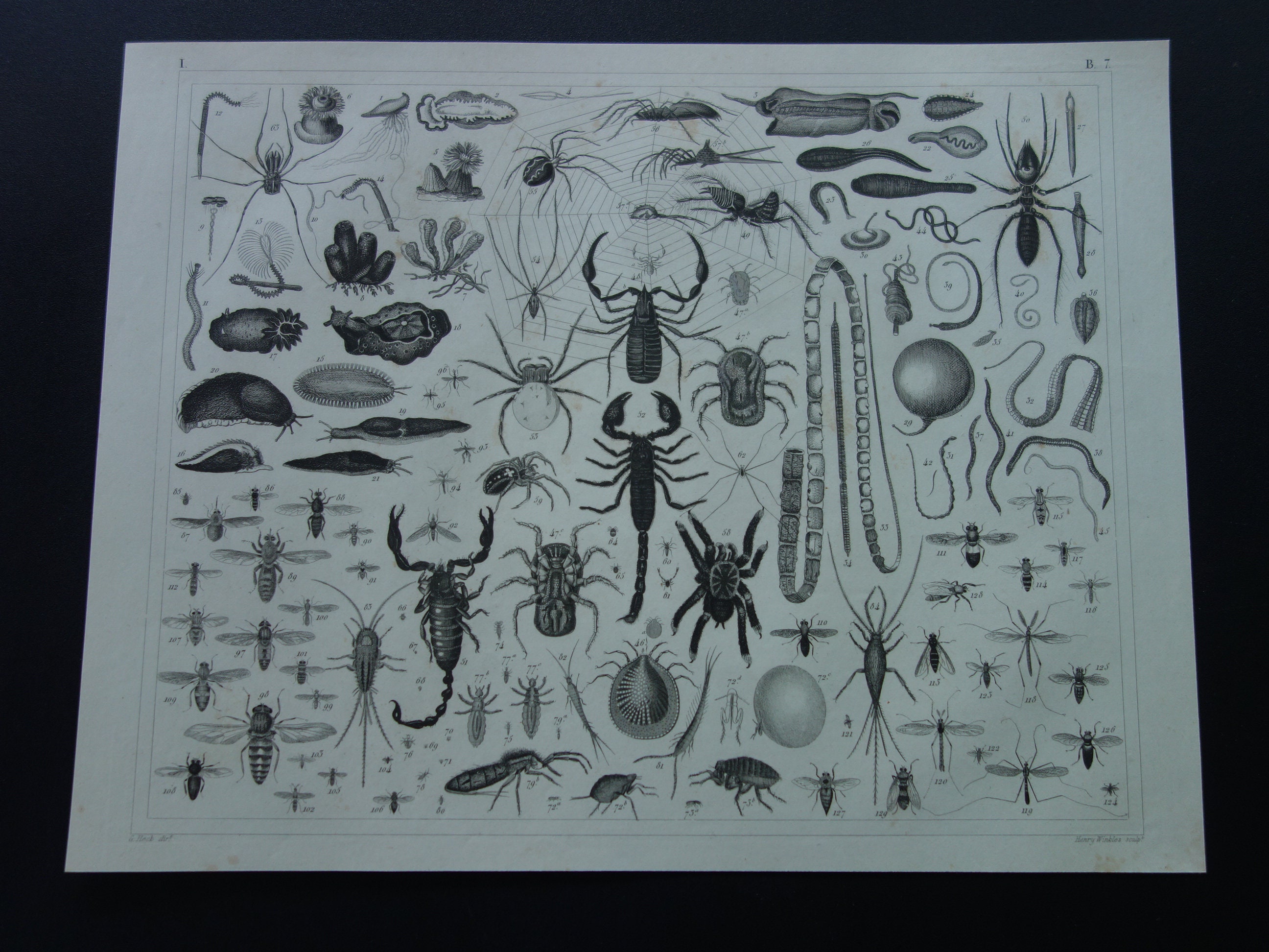 170 Years Old Insect Print of Spiders Flies Worms Antique - Etsy