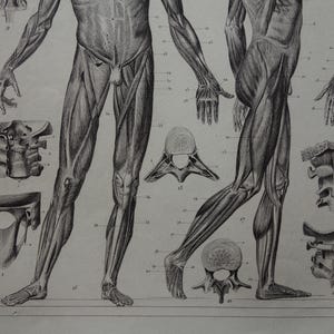 1849 Antique ANATOMY Print Original Old Anatomical Illustration Vintage ...
