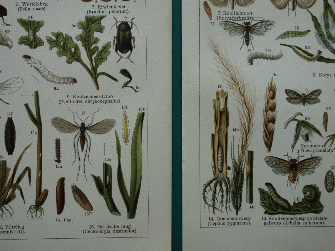 INSECTS Old Print 1928 Original Vintage Illustration of Insect Harmful ...