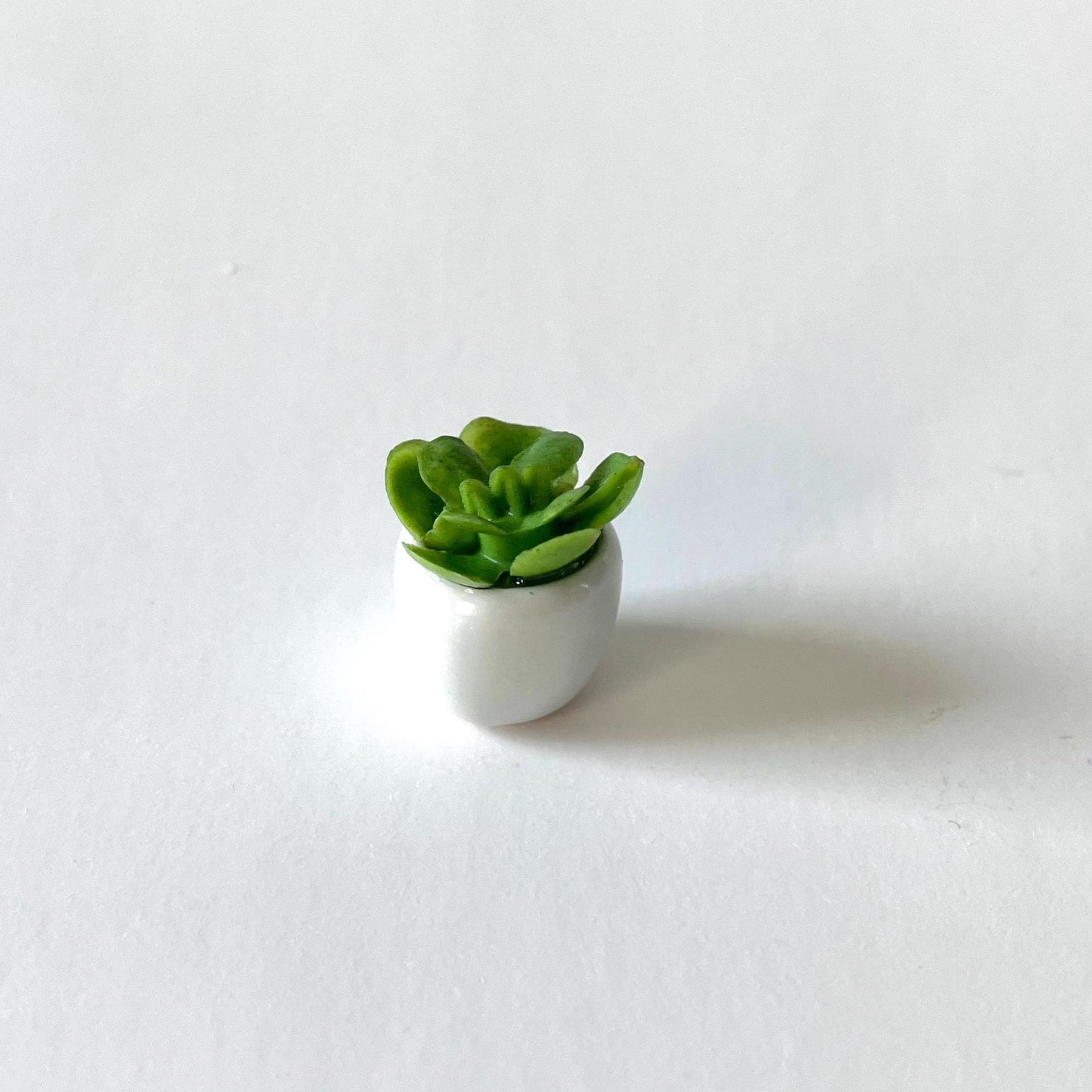World's Tiniest Succulent/ Miniature Succulent in Ceramic Pot/ Tiny ...