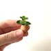 Miniature Plant Trio/ Tiny Plants/ Tiny Faux Plants/ Mini Plants ...