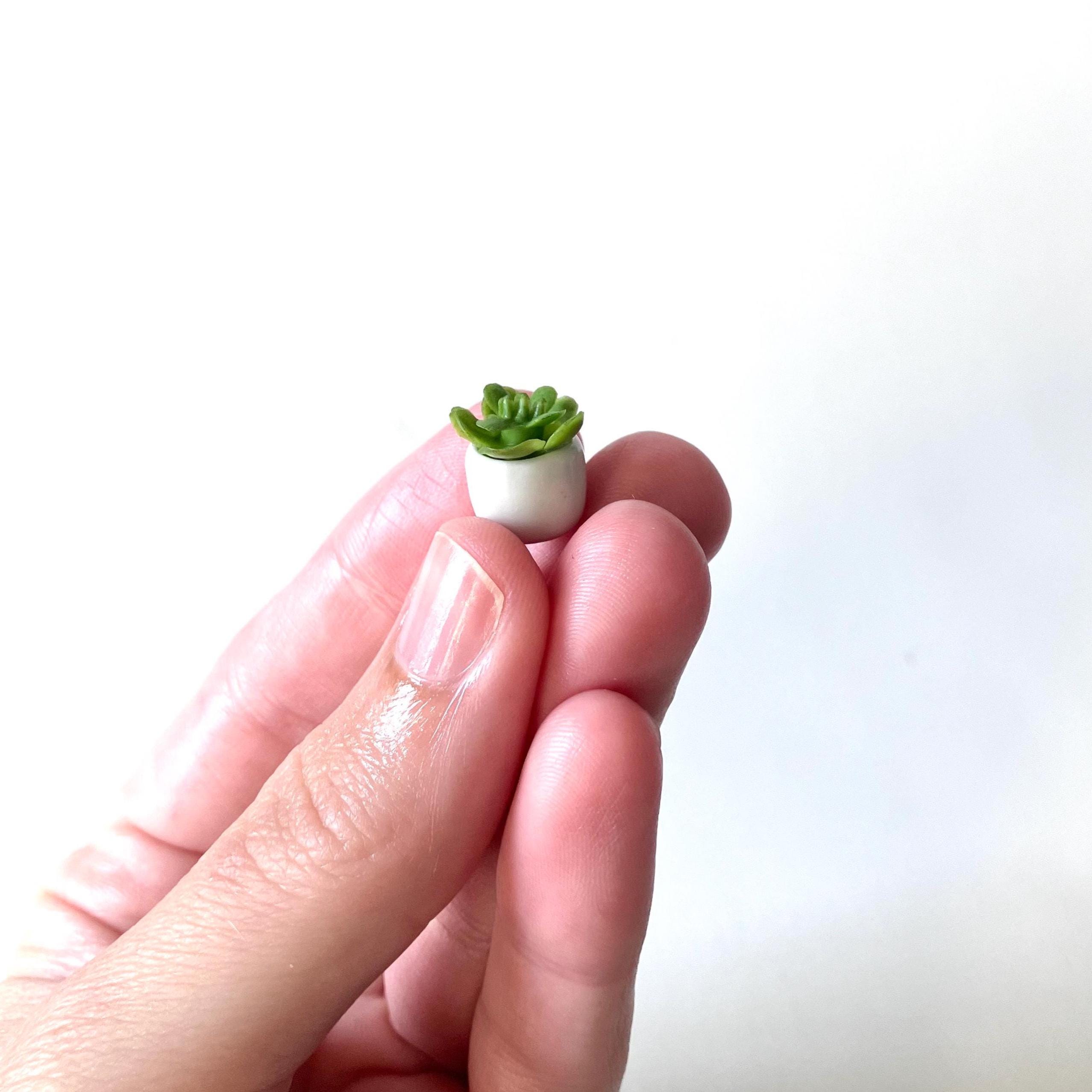 World's Tiniest Succulent/ Miniature Succulent in Ceramic Pot/ Tiny ...