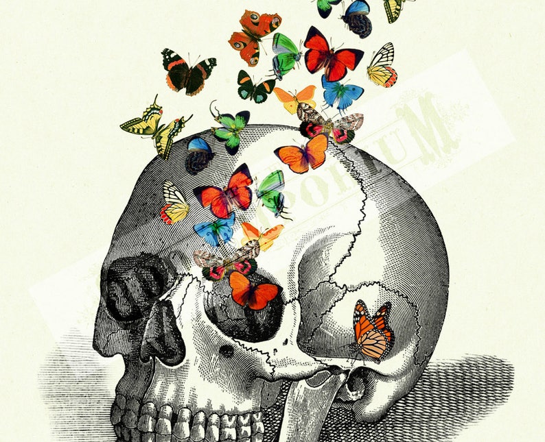Impression d'art tête de mort humaine papillons anatomie - impression d ...