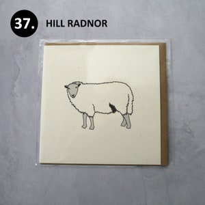 Individual British Sheep Breed Card - Etsy