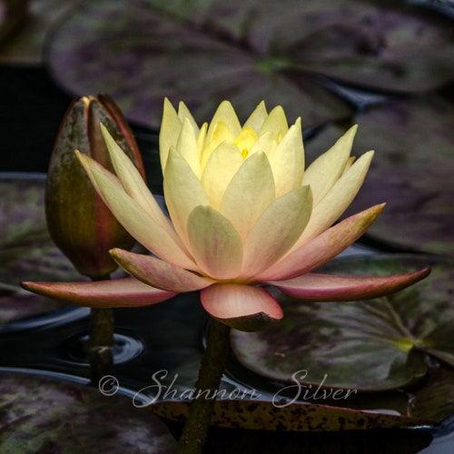 Ivory Lotus - Etsy
