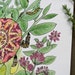 Monarch Butterfly Life Cycle Art Print - Etsy