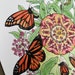Monarch Butterfly Life Cycle Art Print - Etsy