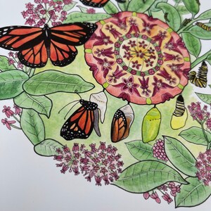 Monarch Butterfly Life Cycle Art Print - Etsy