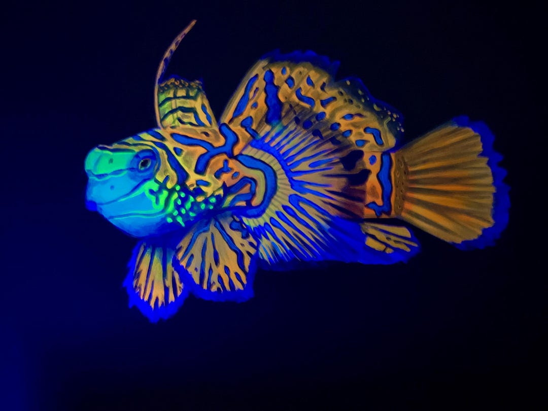 Mandarin Goby Black Light Painting - Etsy