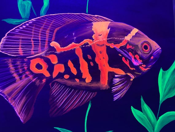Purple Oscar Fish