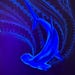 Tribal Hawaiian Shark Blacklight up Reactive Painting - Etsy
