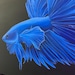 Blue Betta Fish Art - Etsy