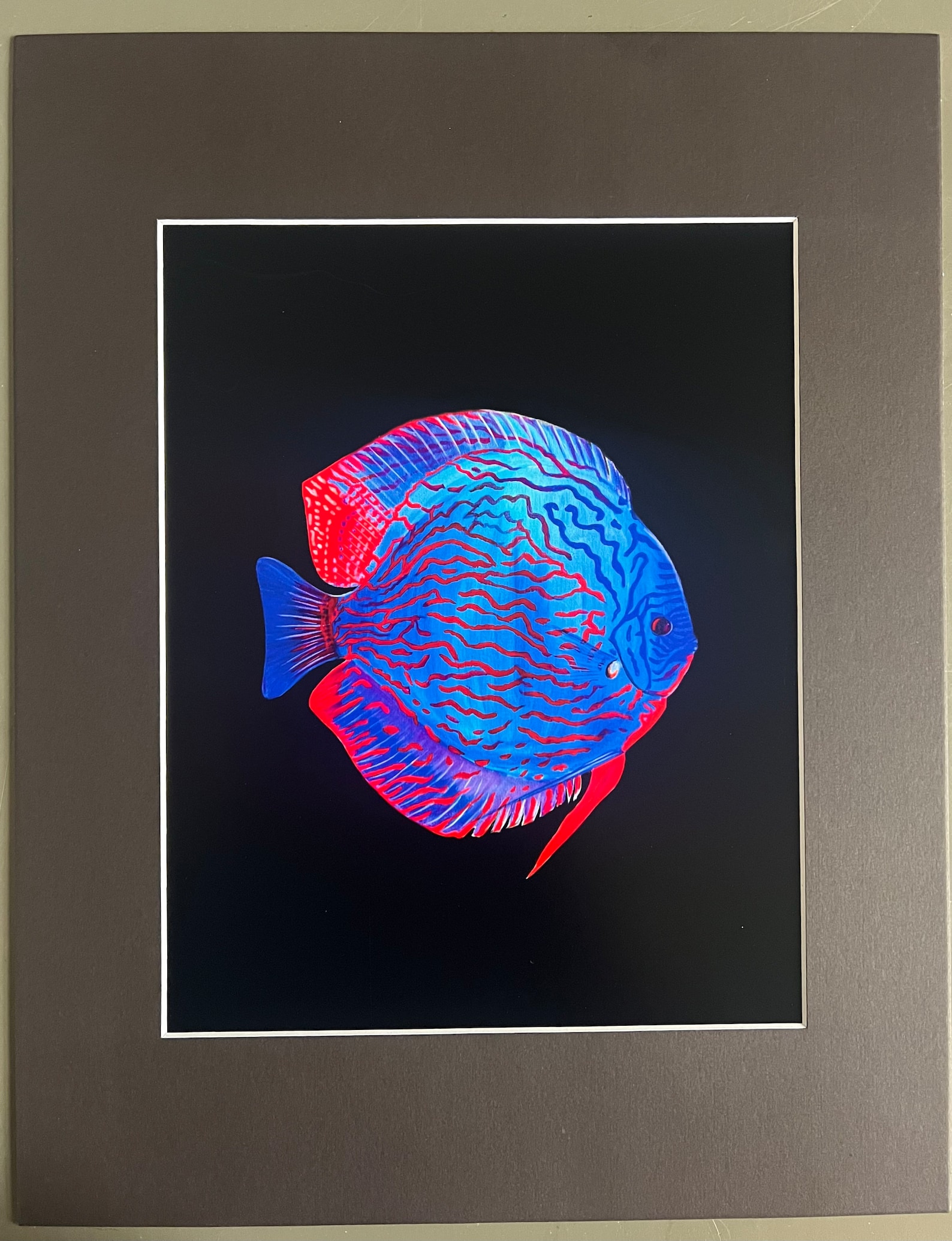 Discus Fish Art Print - Etsy