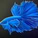 Blue Betta Fish Art - Etsy