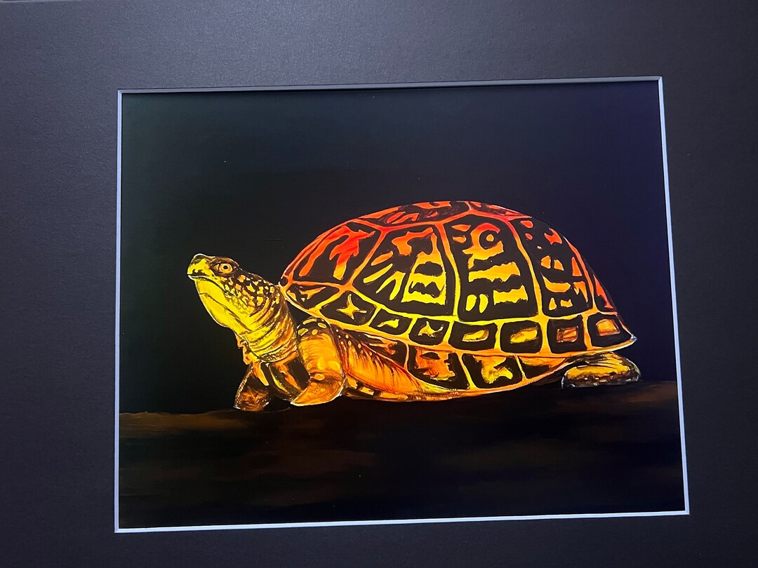 Box Turtle Art Print - Etsy