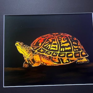 Box Turtle Art Print - Etsy