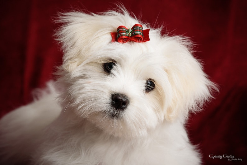 Christmas Tartan 5/8 Dog Bow | Etsy