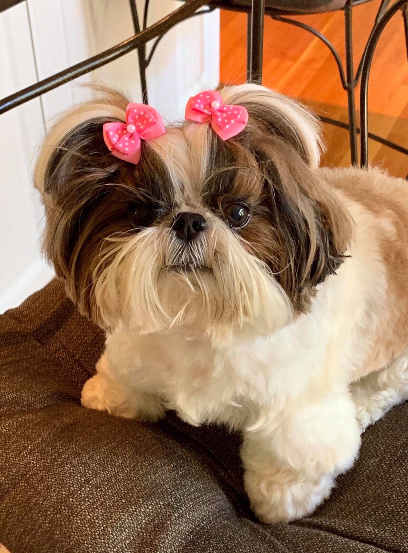 Pink Pigtails Dog Bows - Etsy