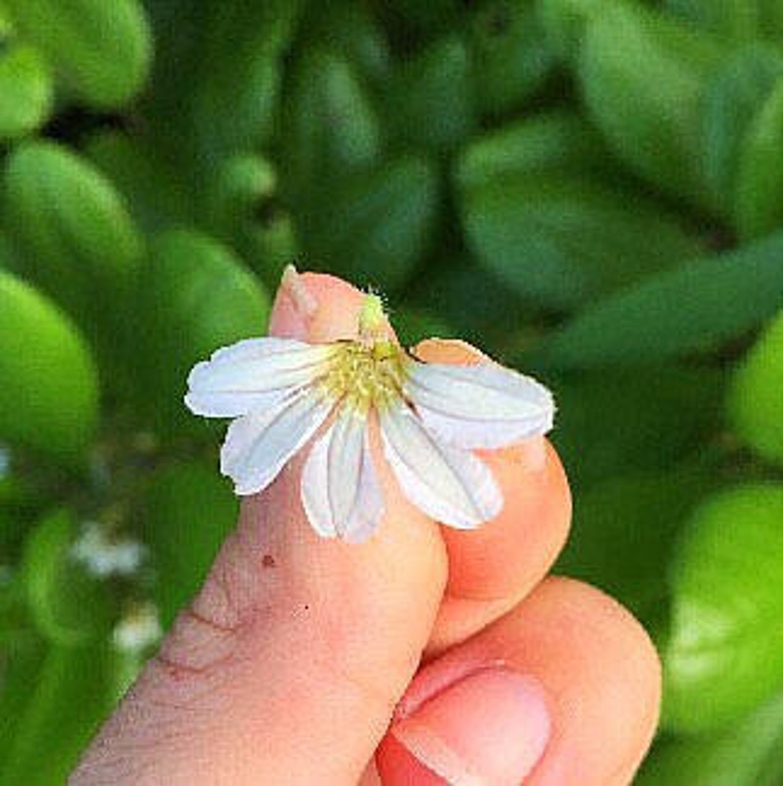 Naupaka Kahakai Flower Sterling Silver Stud Post Earring - Etsy