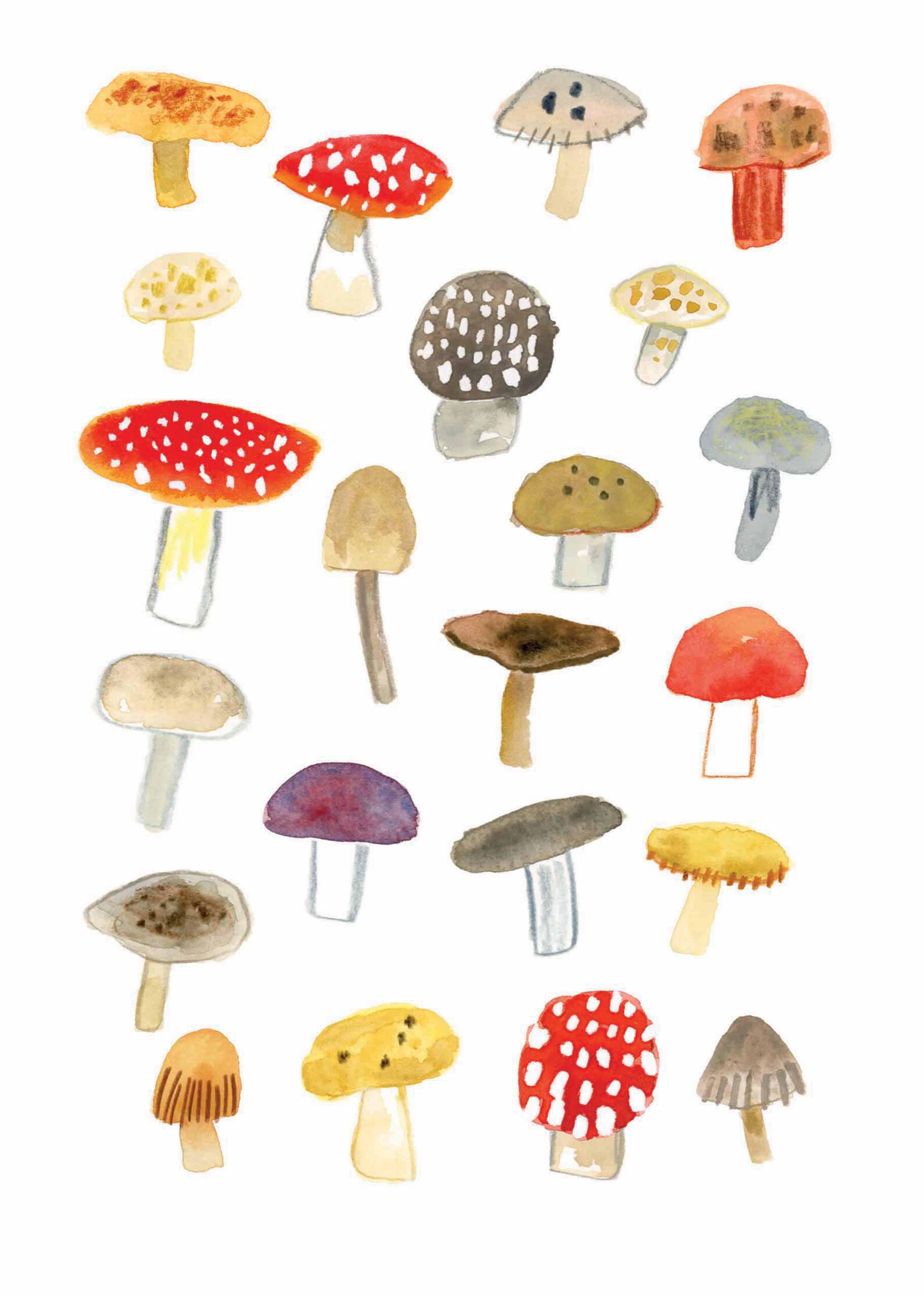 A5 Illustrated Mushroom/toadstool Print - Etsy