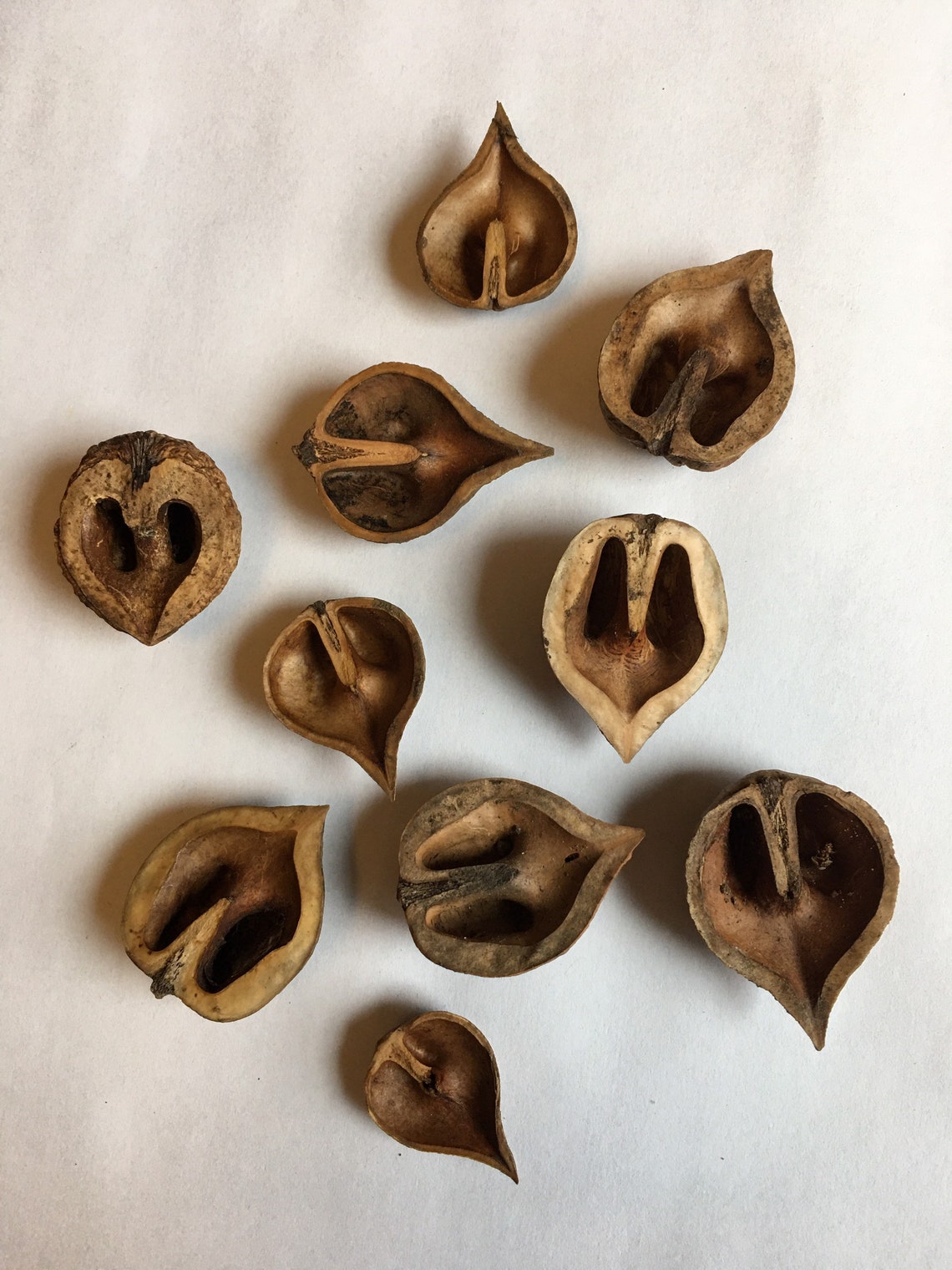 Heart Shaped Walnut Halves for Crafting, Jewelry, or Terrariums ...