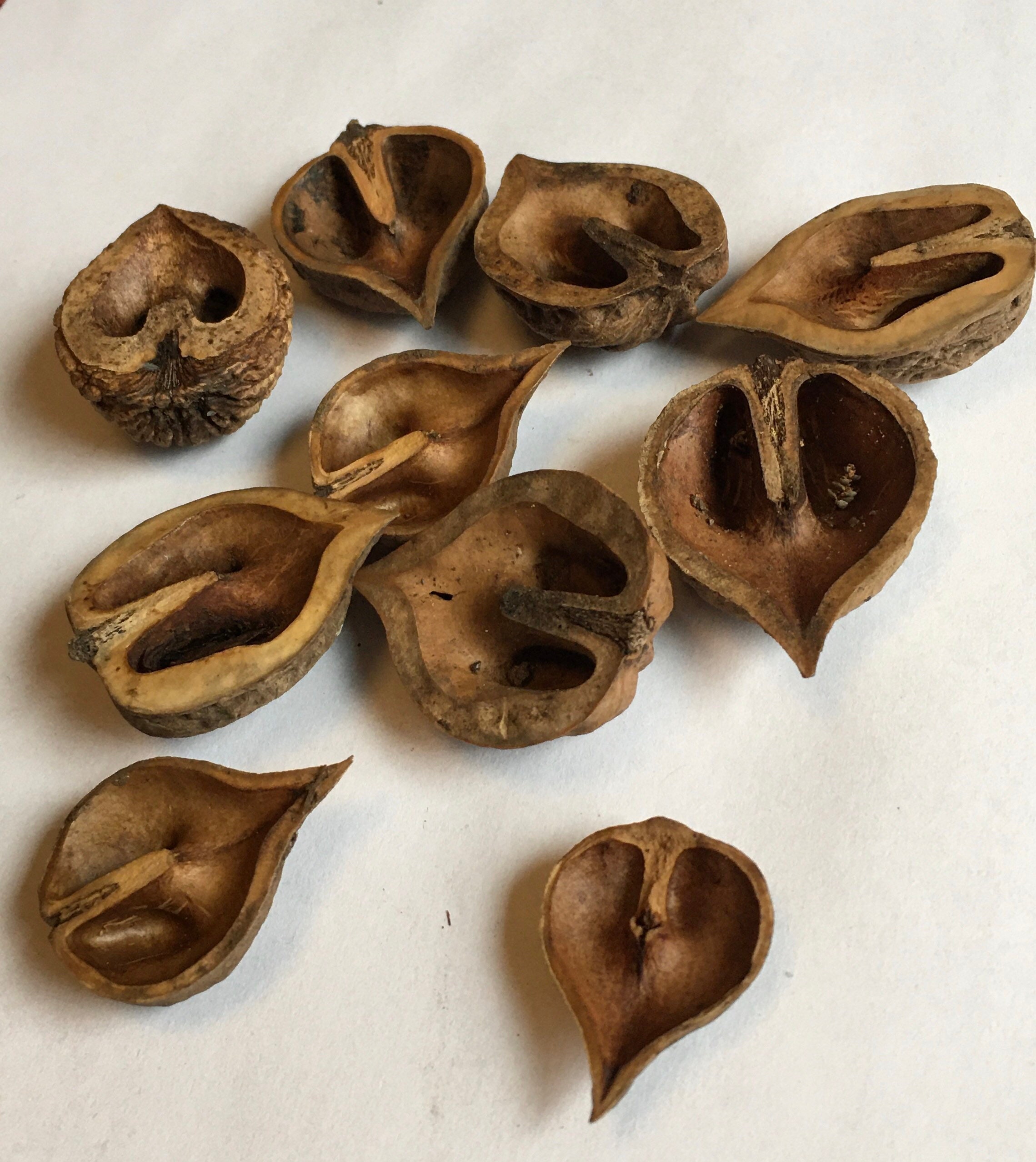 Heart Shaped Walnut Halves for Crafting, Jewelry, or Terrariums ...