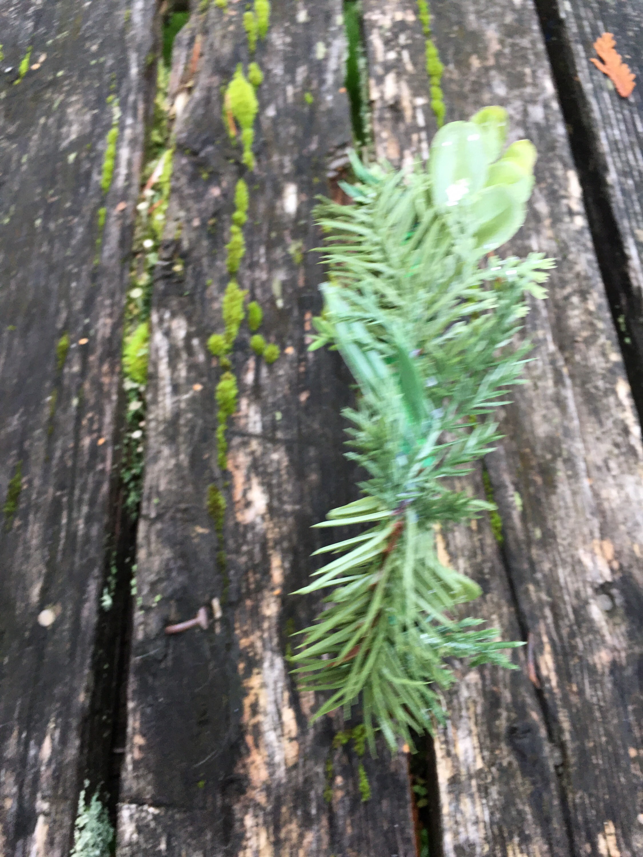 Evergreen Sprig Crown Leafy Green Headband Winter Holiday - Etsy