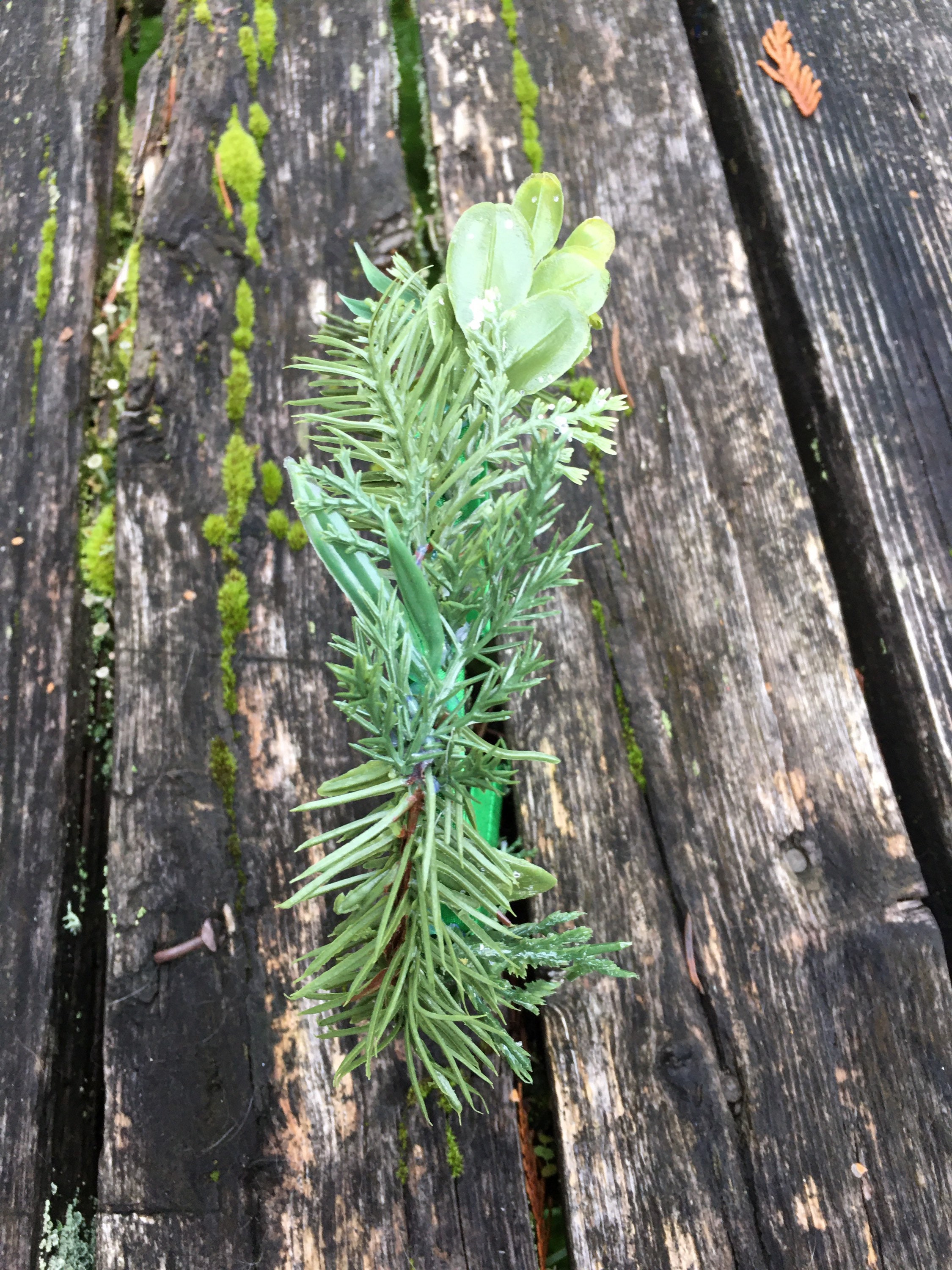 Evergreen Sprig Crown Leafy Green Headband Winter Holiday - Etsy