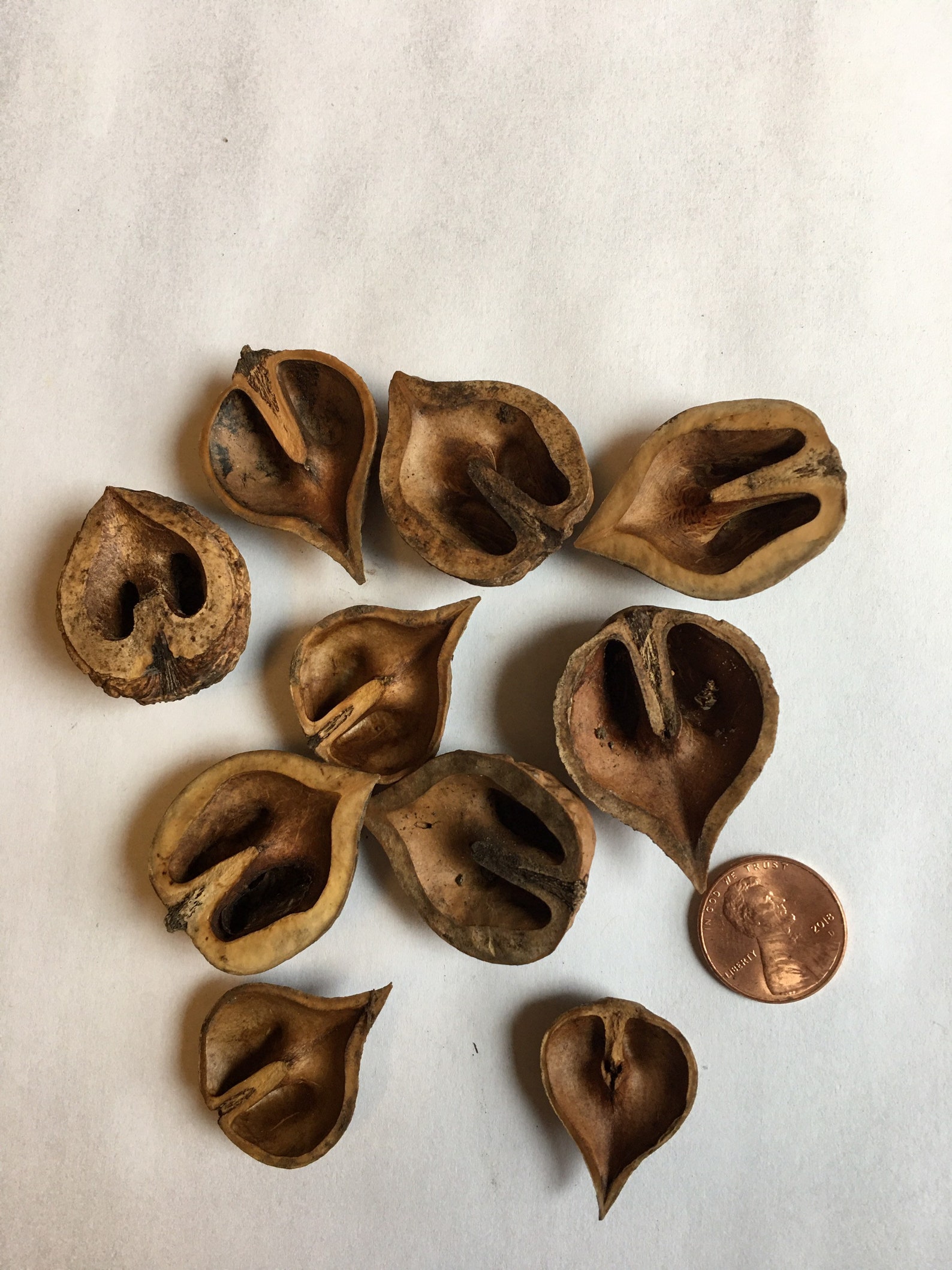 Heart Shaped Walnut Halves for Crafting, Jewelry, or Terrariums ...