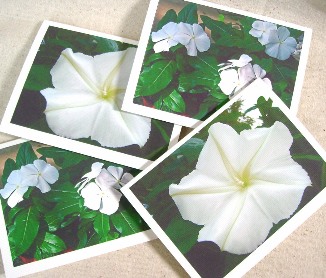 White Floral Note Cards, Flower Photo Cards, Blank Photo Cards ...