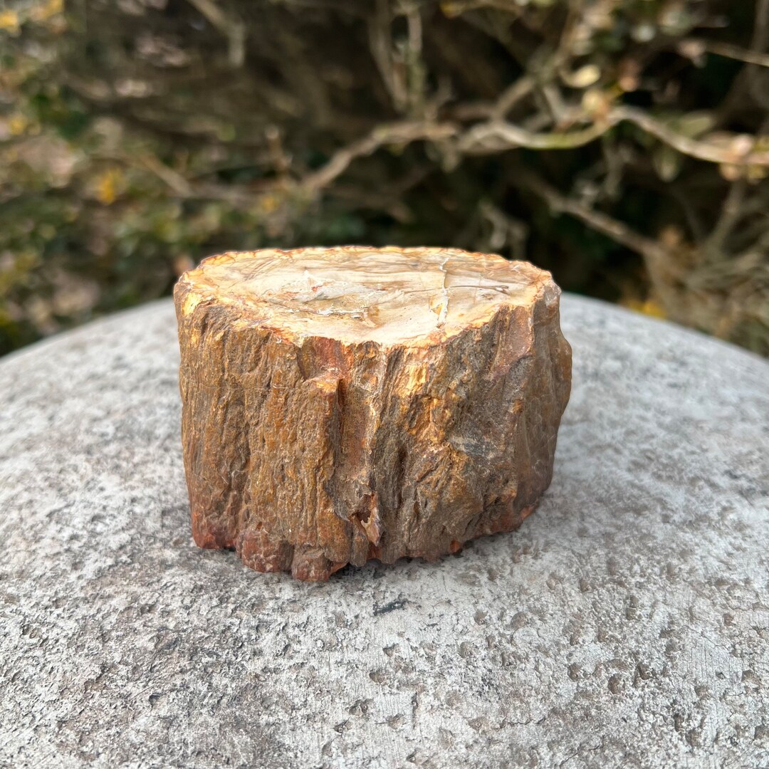 Petrified Wood Stump / Fossilized Wood - Etsy